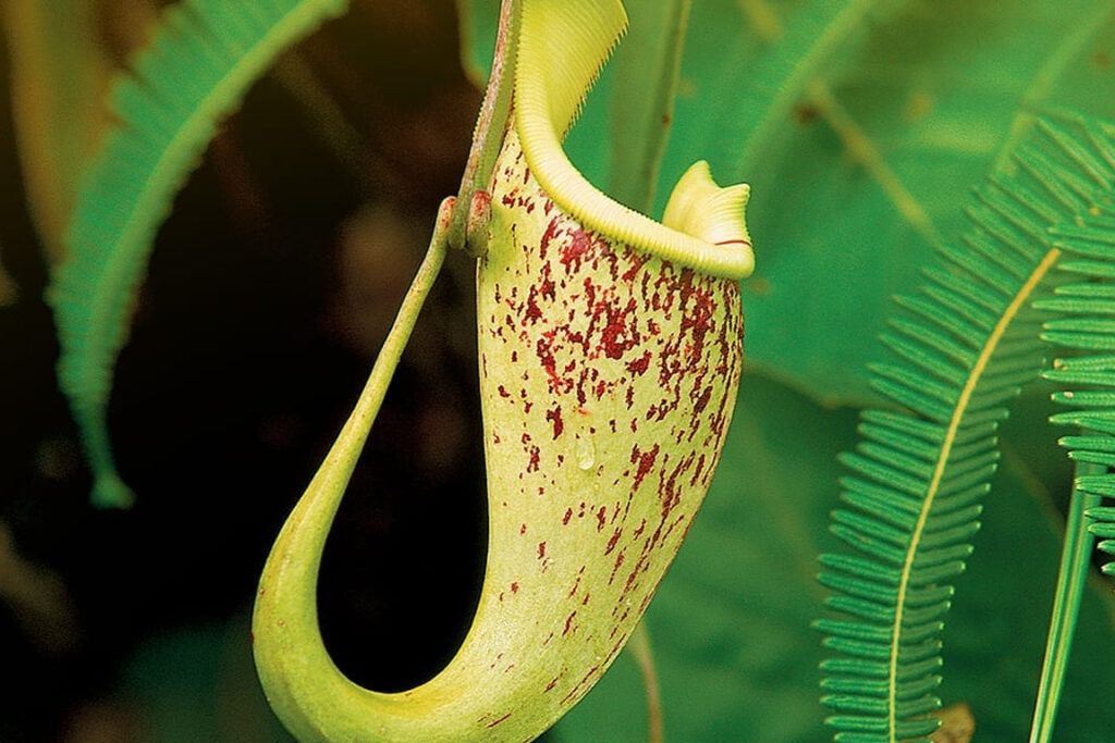 Proboscis Monkey Tour – Brunei Tourism