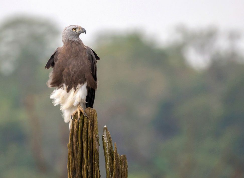 Wildlife – Brunei Tourism