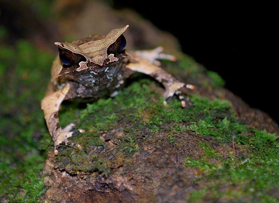 Wildlife – Brunei Tourism