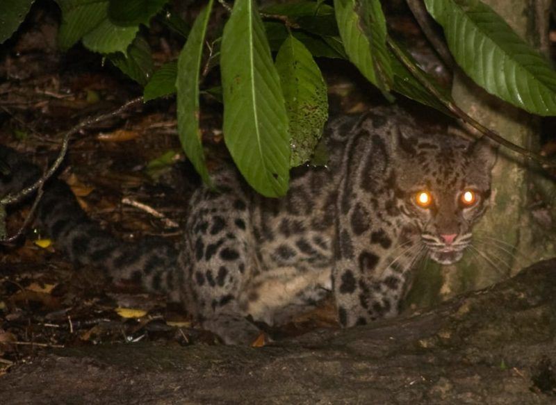 Wildlife – Brunei Tourism