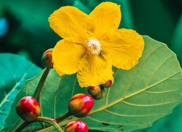 Nature & Wildlife – Brunei Tourism