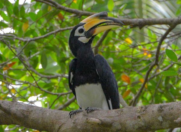 Nature & Wildlife – Brunei Tourism