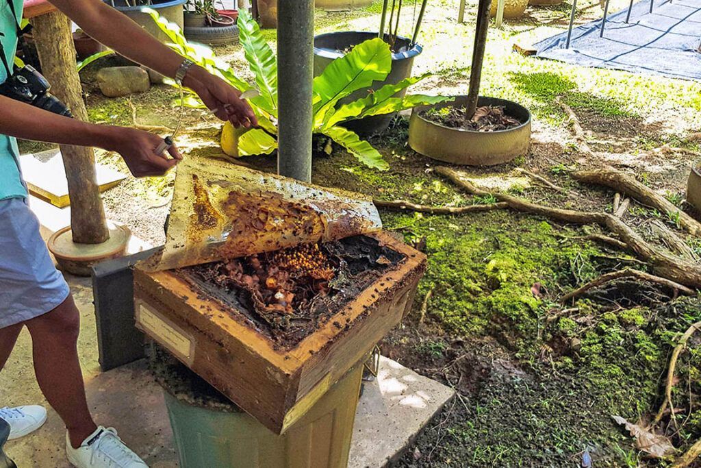 Proboscis Monkey Tour – Brunei Tourism