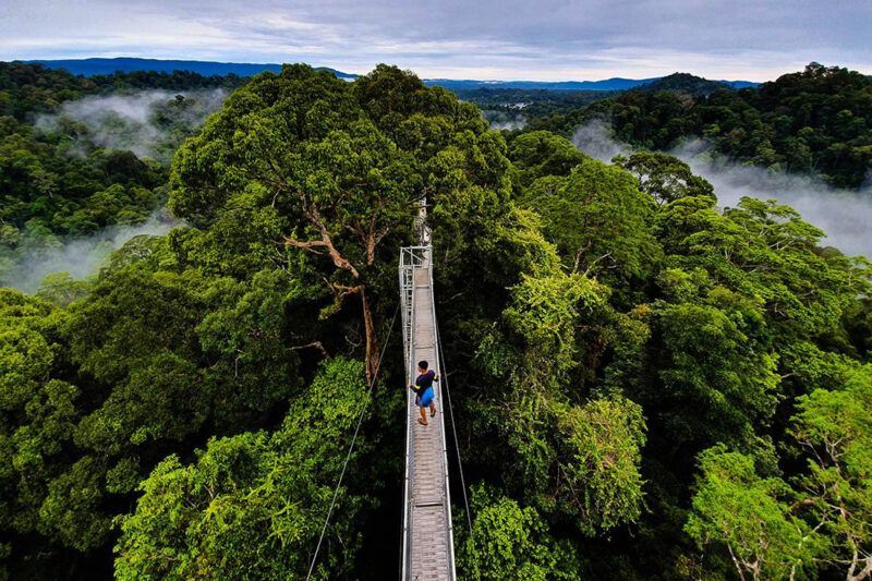 Belalong Canopy Walkway - Brunei Tourism Official Site